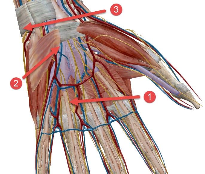 7201 Hand and Wrist Pathology: Dupuytren’s Contracture – NEHC Academy