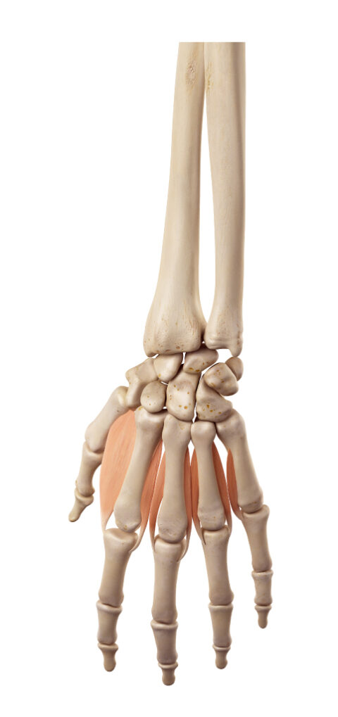 Hand and Wrist Intrinsic Muscles – NEHC Academy