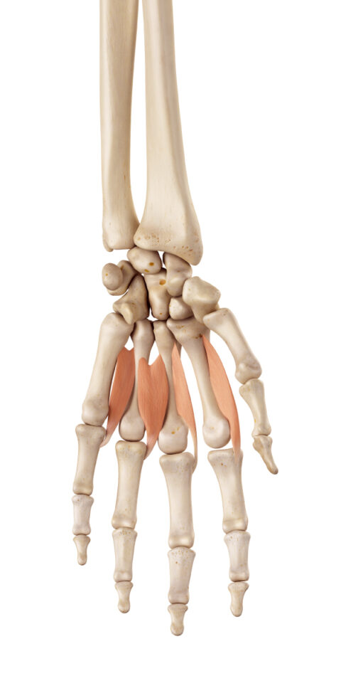 Hand and Wrist Intrinsic Muscles – NEHC Academy