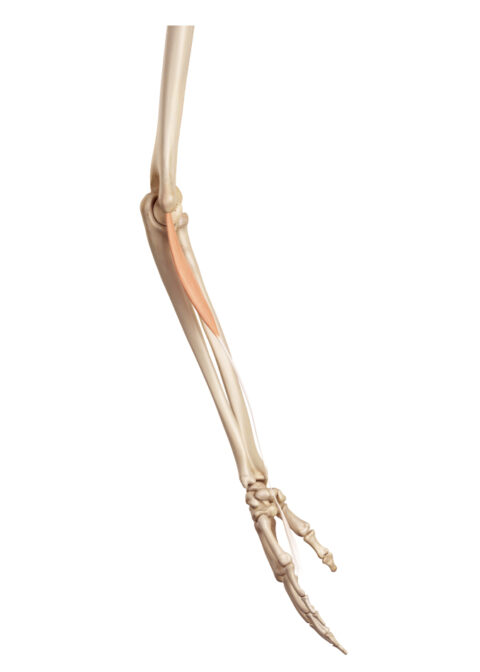 Hand and Wrist Extrinsic Muscles – NEHC Academy