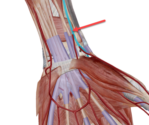 7201 Hand and Wrist Blood Supply – NEHC Academy